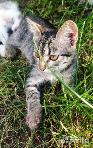 Подарим короткошерстного котенка в хорошие руки