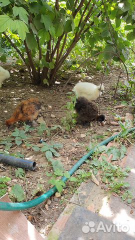 Циплята китайские шелковые