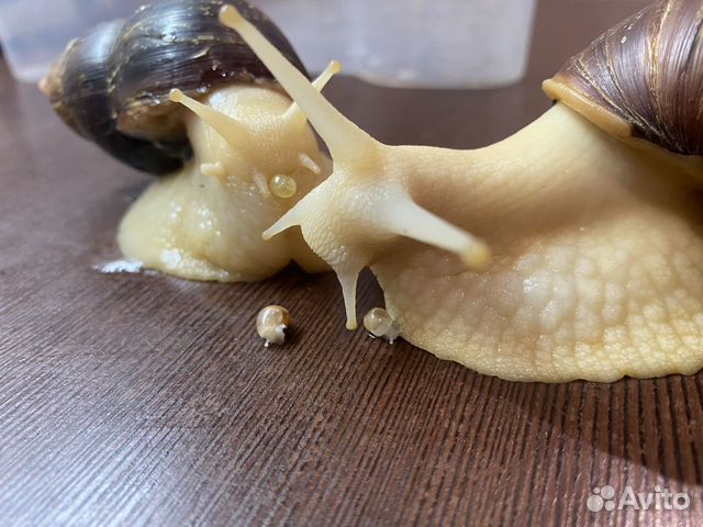 Улитка ахатина гигантская