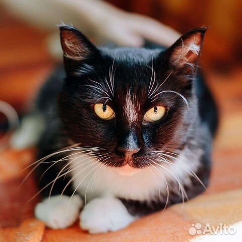 Королева Коко