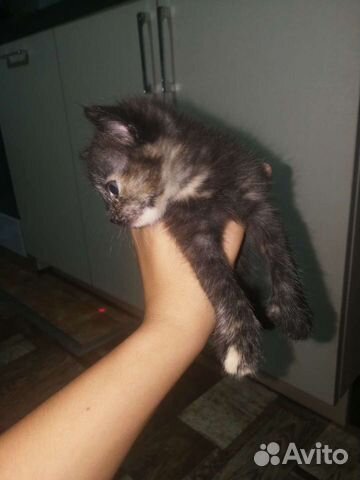 Сибирский котёнок