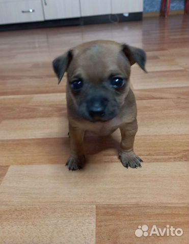 Щенки карликового пинчера