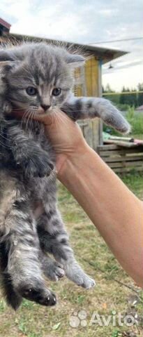 Котенок мальчик
