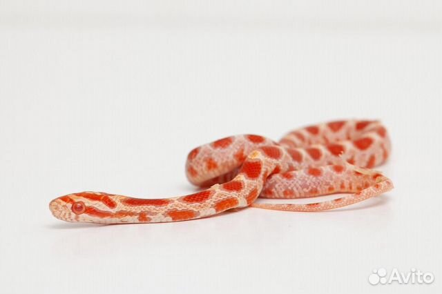 Маисовый полоз