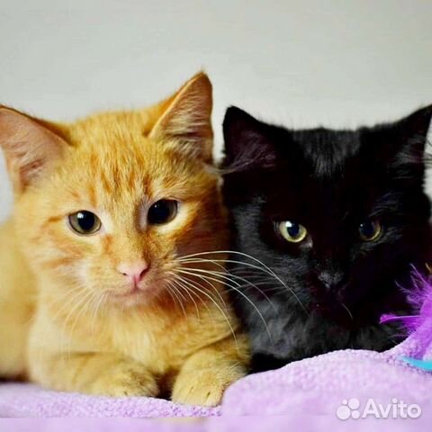 Кошка, котята, котёнок в добрые руки