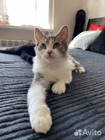 Котик Тишка в добрые руки