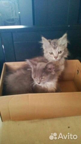 Котята в добрые руки мальчики