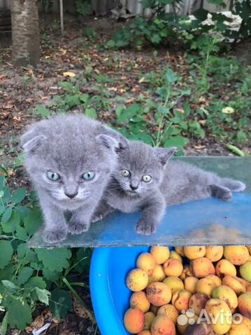 Шотландские котята