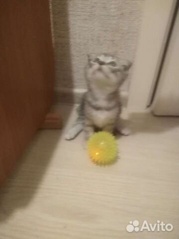 Шотландский + британец вислоухий