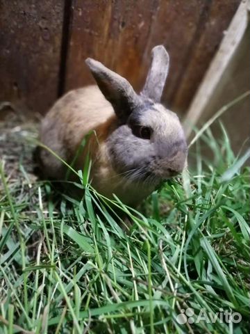 2 Кролика на развод взрослые