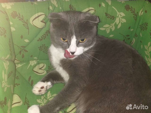 Ищу кота для случки кошки