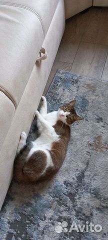 Отдадим киску в добрые руки