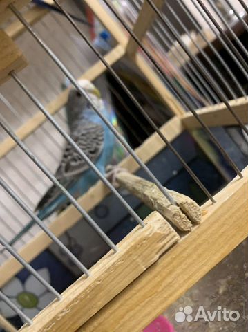 Пара волнистых попугаев