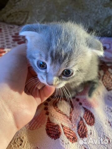 Шотланский вислоухий котенок