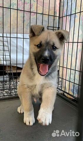 Щенок из приюта