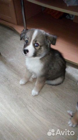 Голубоглазый щенок, мальчик, 2 мес