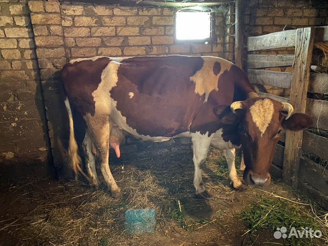 Корова высокоудойная
