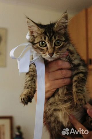 Малышка Буся