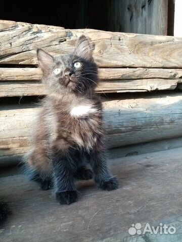 Котята в добрые руки мальчики