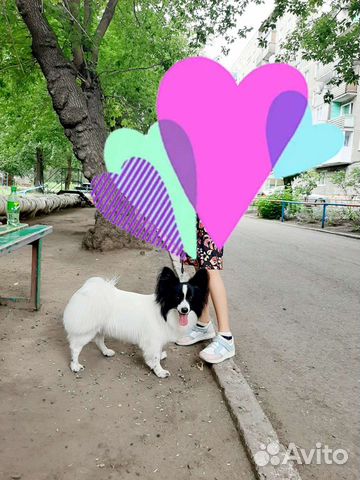 Собака