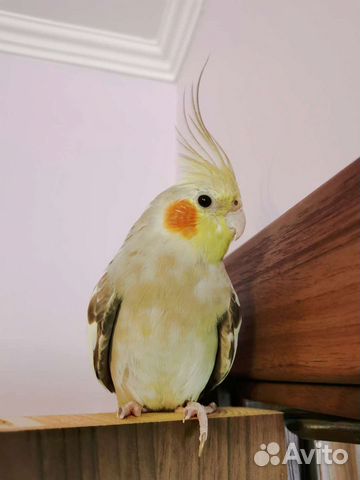 Попугай корелла с клеткой и стендом