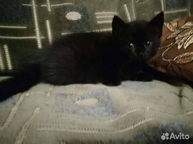 Кошкакотенок