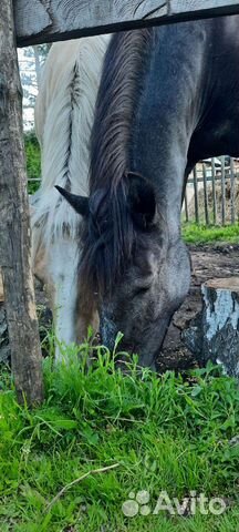 Кобыла молодая