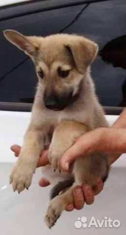 Щеночек мини овчарка в добрые руки