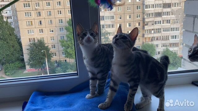 Курильский бобтейл