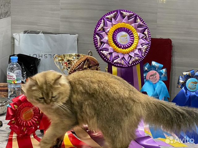 Шотландские коты вязка