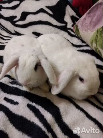 Кролики карликовые вислоухие бараны