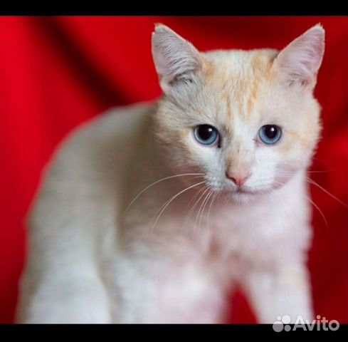 Кошка Лари, стерилизована, 2 года