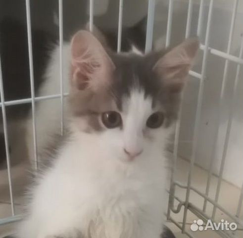 Котик, 2.5 мес, привезу