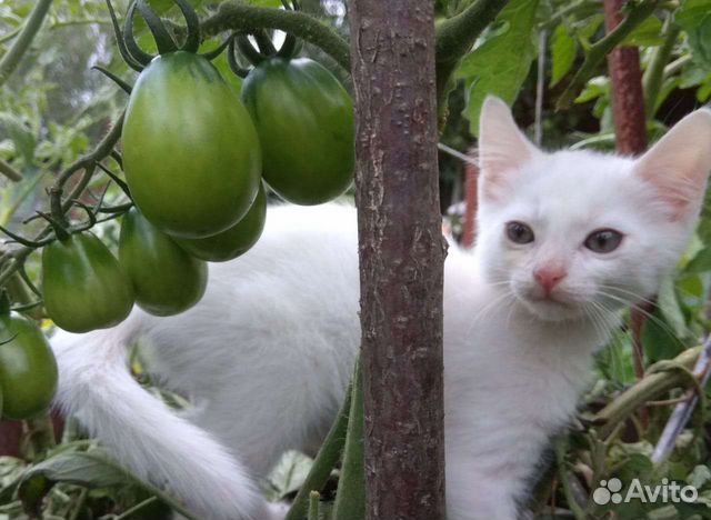 Котёнок