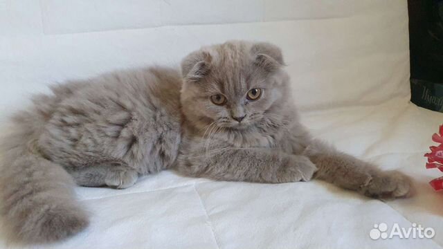 Шотландские вислоухие котята