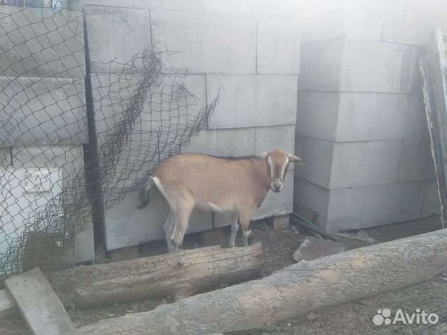 Молодые козочки