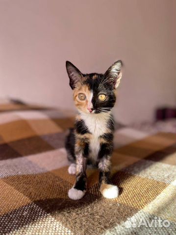 Ищет дом котёнок-мурлыка