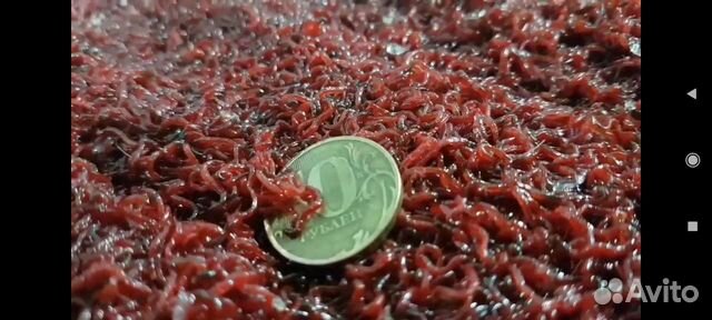 Мотыль кормовой пресноводный (Урал)