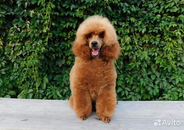 Миниатюрная красная сука