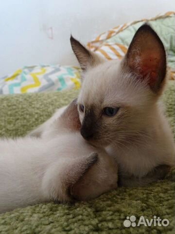 Сиамские котята