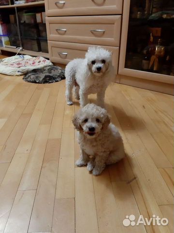 Той-пудель девочка