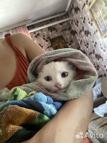 Котенок
