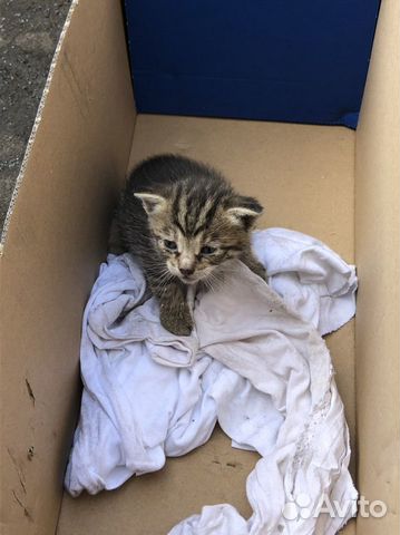 Котенок бесплатно