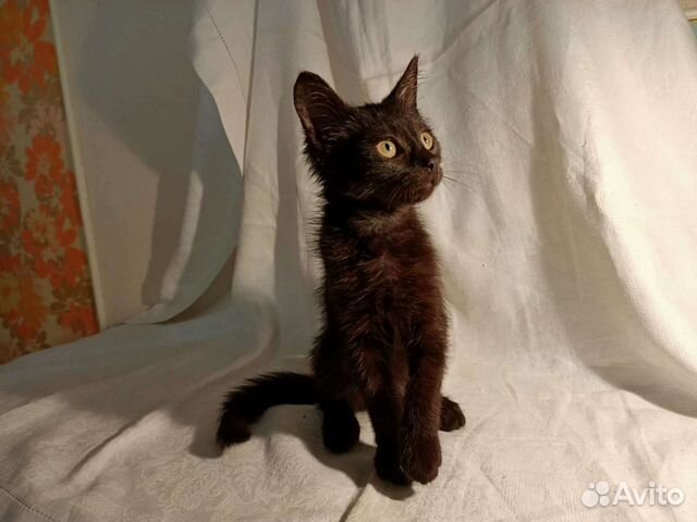 Черный котенок в добрые руки
