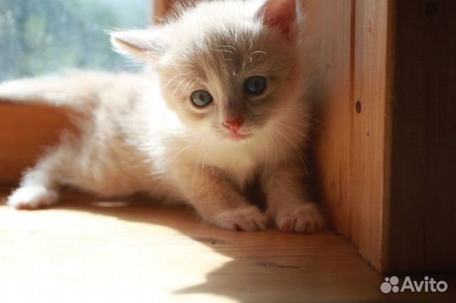 Просто красавица