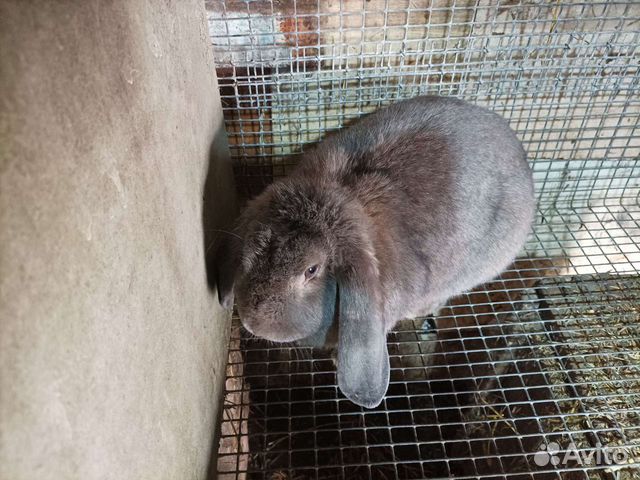 Крольчихи французский баран