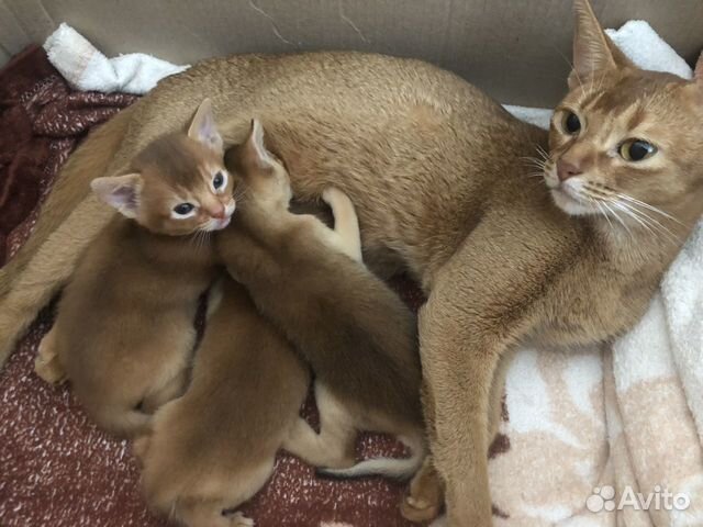 Абиссинские котята
