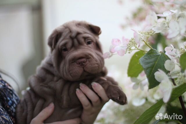 Шоколадный щеночек шарпей