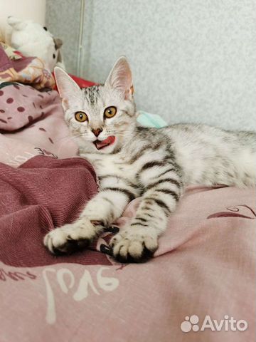 Шотландская кошка - скотиш страйт