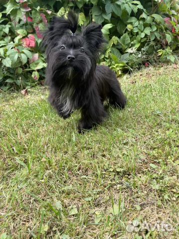 Кобель, 8 мес, 1,7 кг